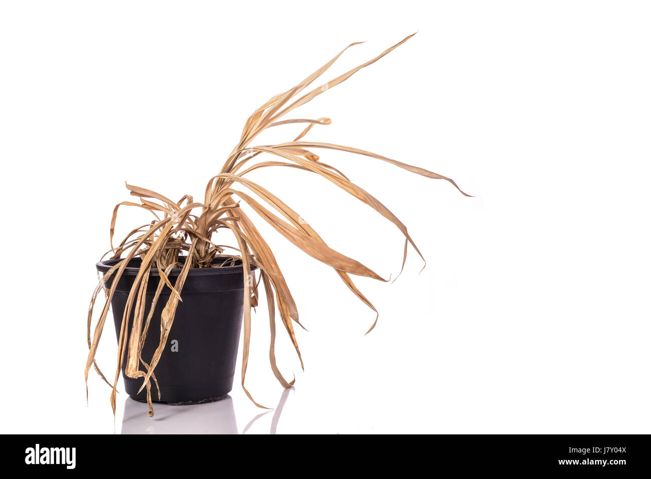 Yellow dead plant (Pandanus) in potted. Studio shot isolated on white ...