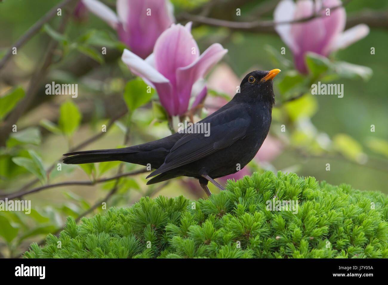 animal bird fauna spring bouncing bounces hop skipping frisks jumping ...
