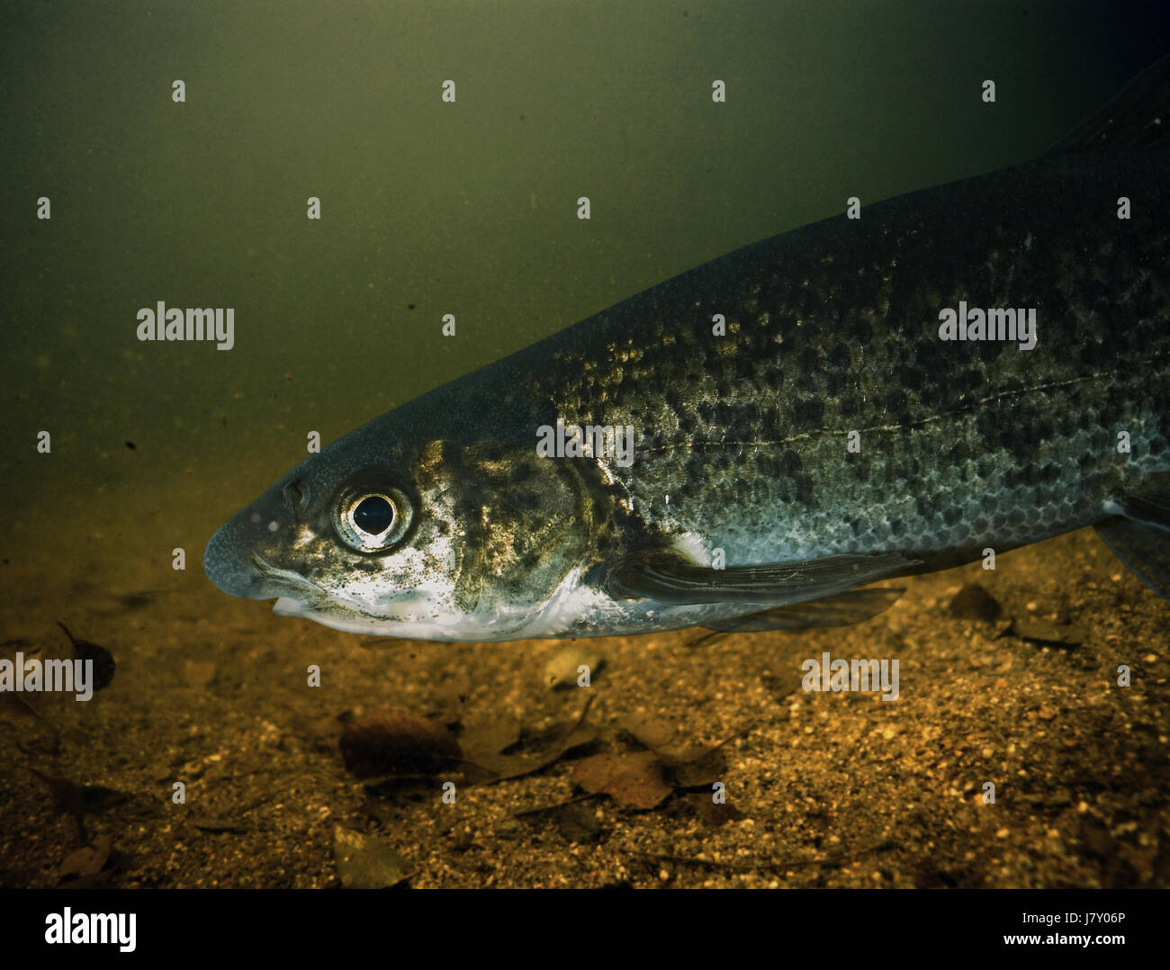 Spawning Tubercles Stock Photos & Spawning Tubercles Stock Images - Alamy
