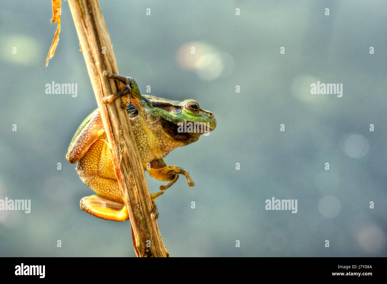 step tier animal amphibian frog greenback tree frog weatherman meadow ...