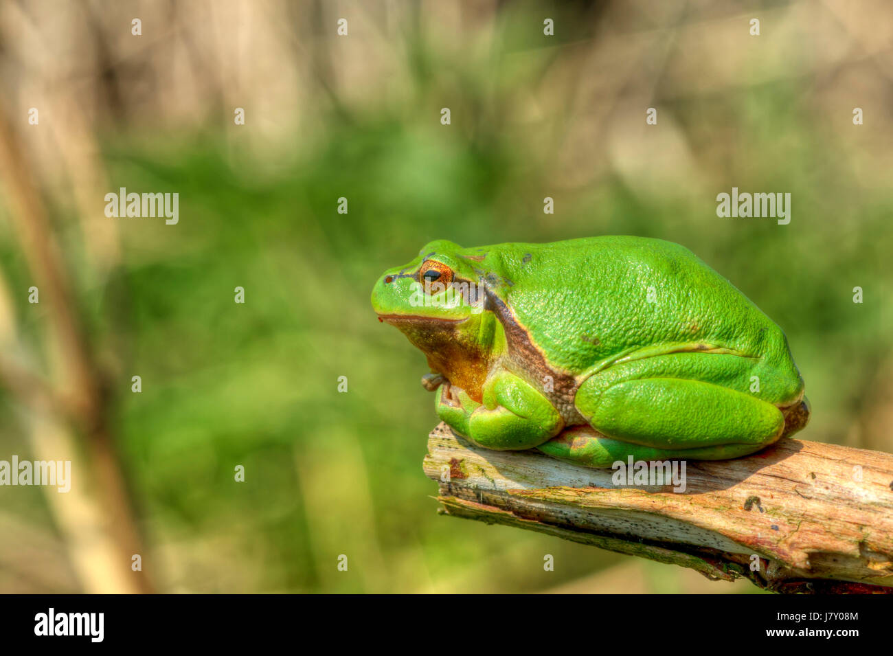 step tier animal amphibian frog greenback tree frog weatherman meadow ...