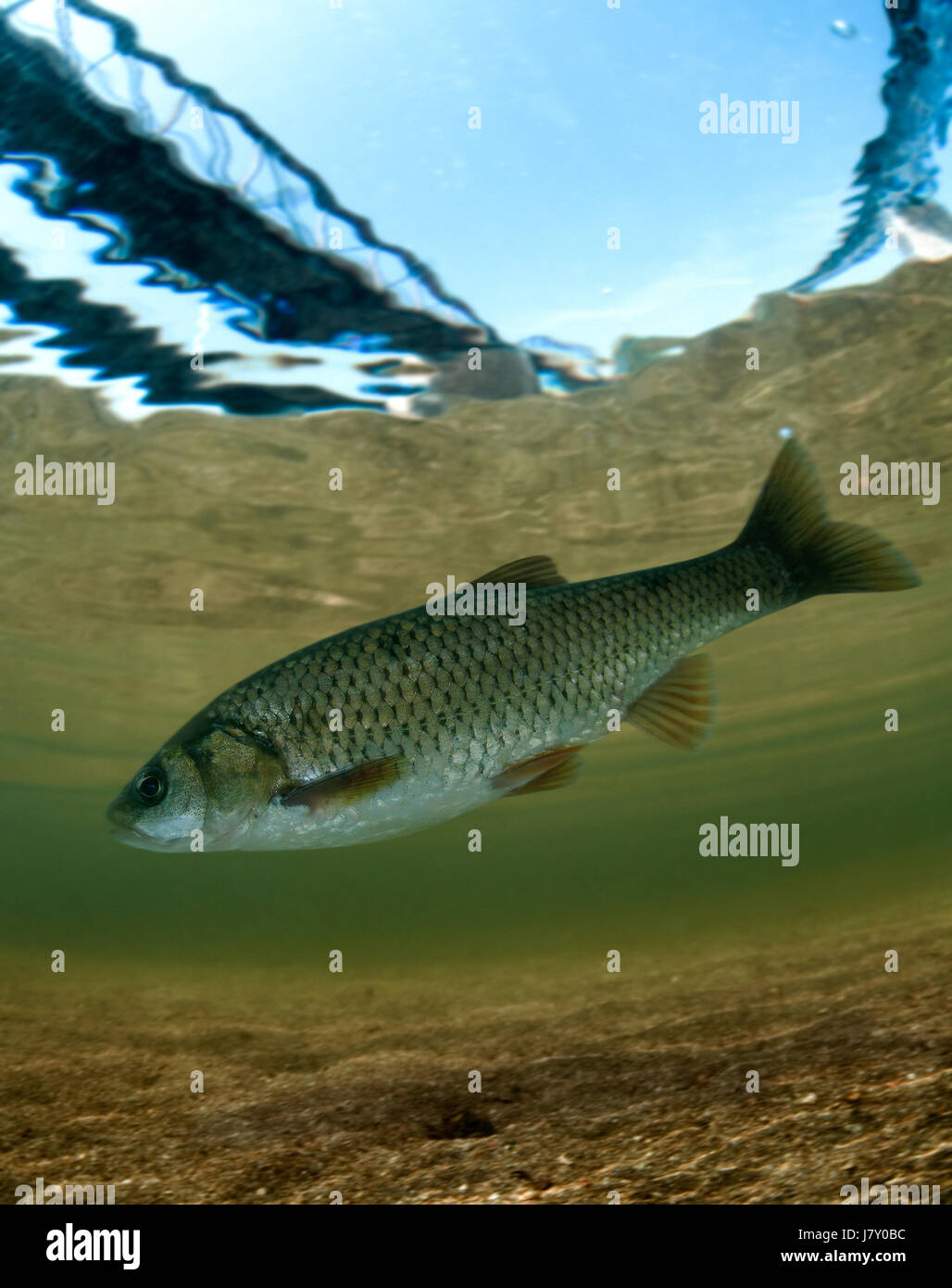 European Endemic Of The Iberian Peninsula High Resolution Stock ...