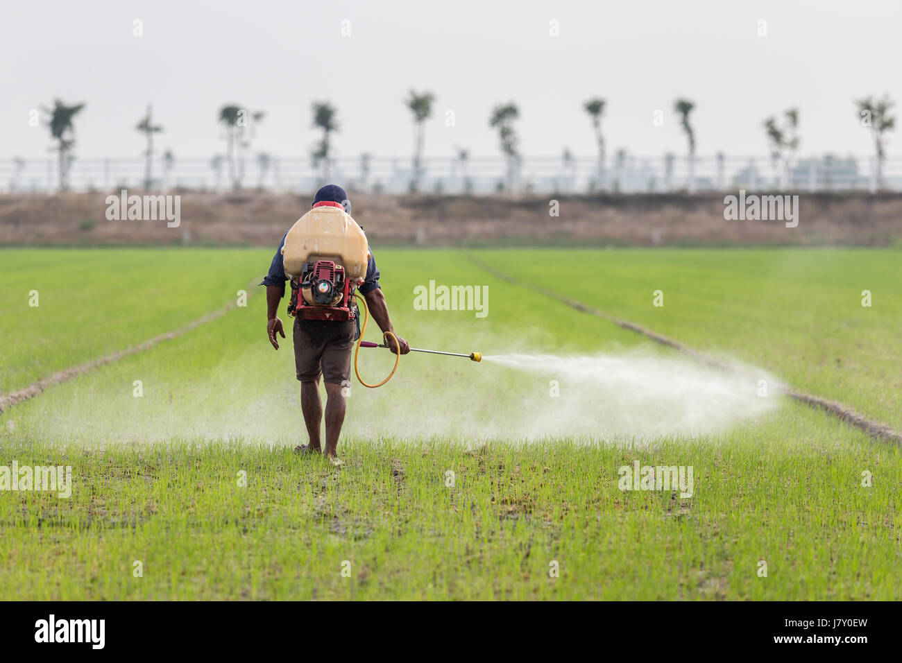Thai farmer spraying chemical to green young rice field Stock Photo - Alamy
