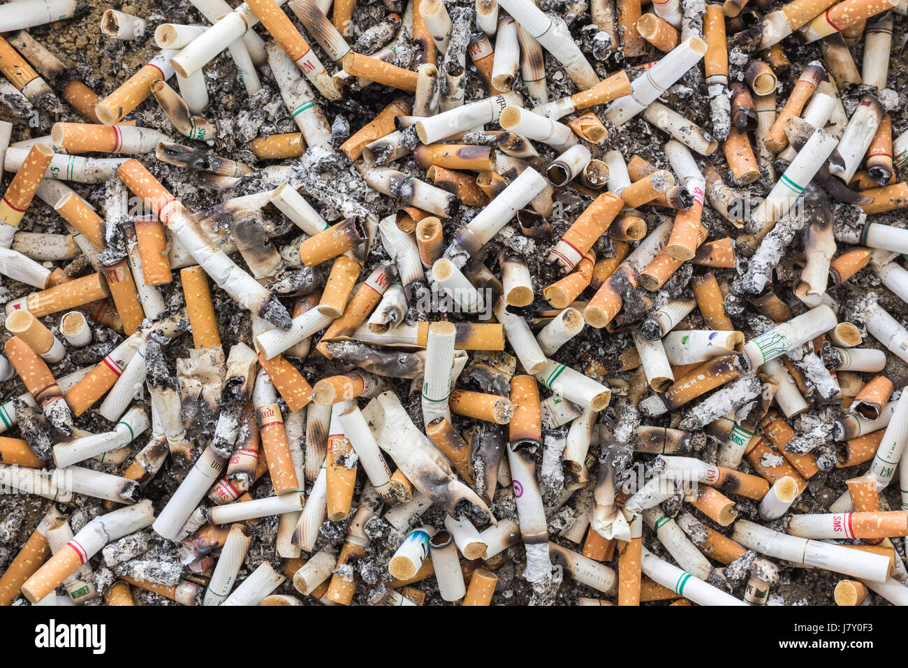 PHUKET, THAILAND - DECEMBER 11 : Shot of dirty cigarettes butts in ...