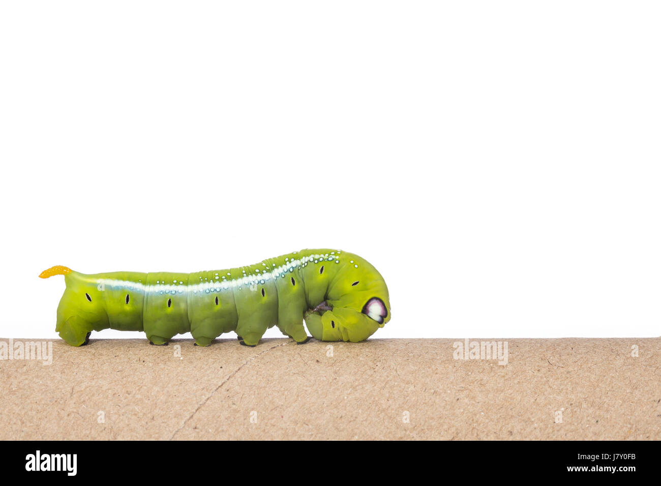 Macro green worm on the paper roll isolated on white background Stock ...