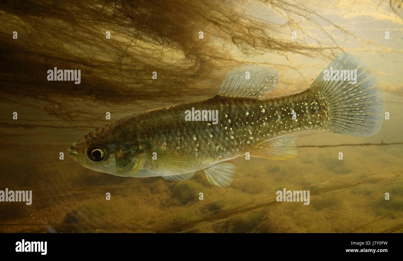 Mummichog High Resolution Stock Photography and Images - Alamy