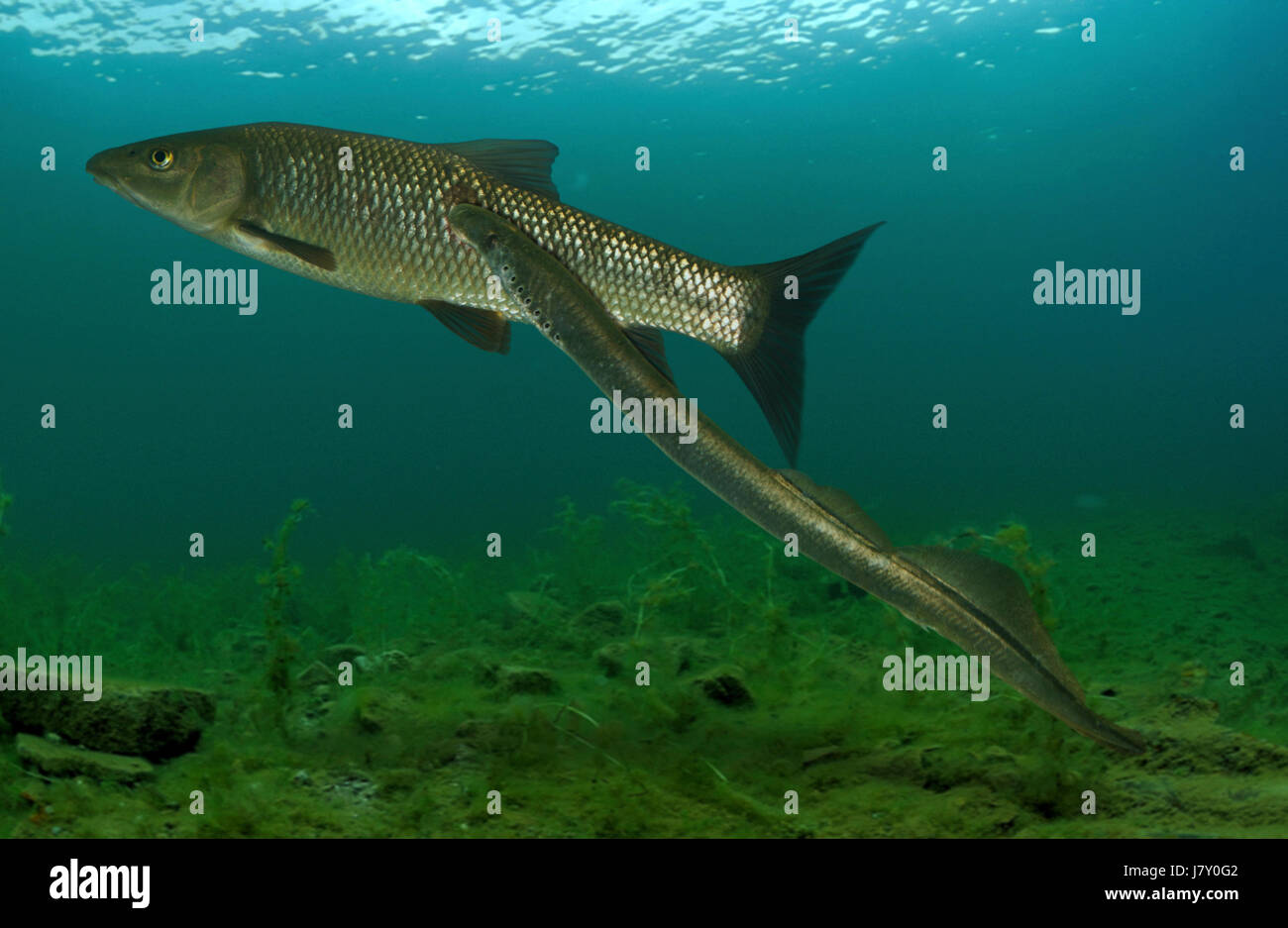 European River Lamprey High Resolution Stock Photography and Images - Alamy