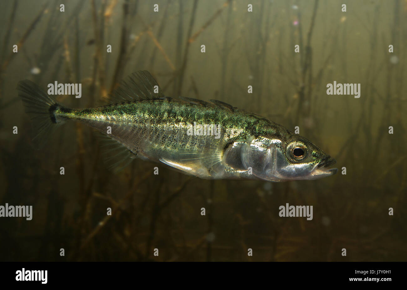 Estuarine Fish High Resolution Stock Photography and Images - Alamy