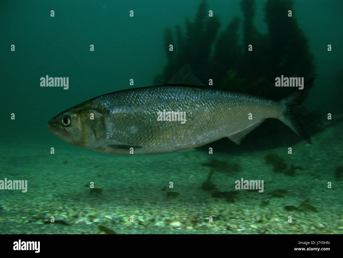 Alosa High Resolution Stock Photography and Images - Alamy