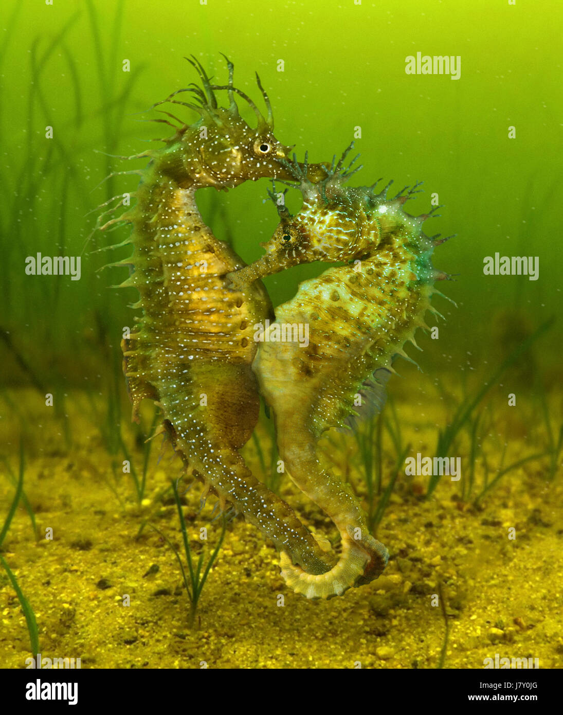 Seahorse Mating High Resolution Stock Photography and Images - Alamy