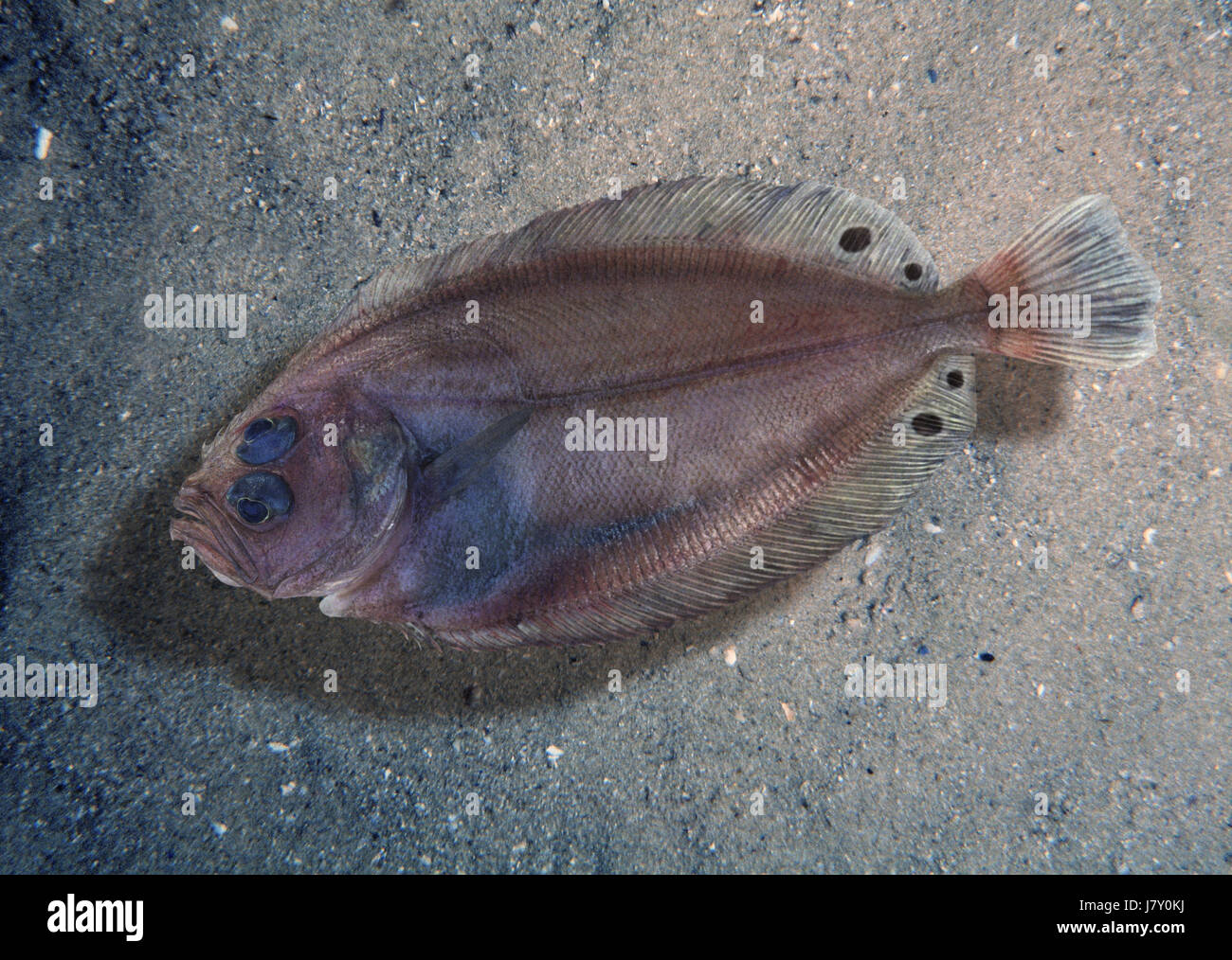 Megrim Sole High Resolution Stock Photography and Images - Alamy