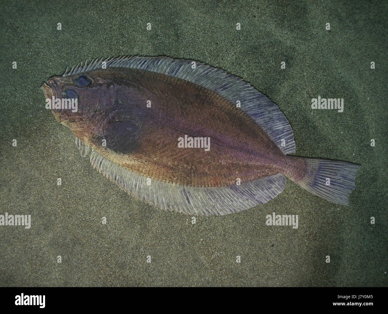 Flat Fish Sand Sole High Resolution Stock Photography and Images - Alamy