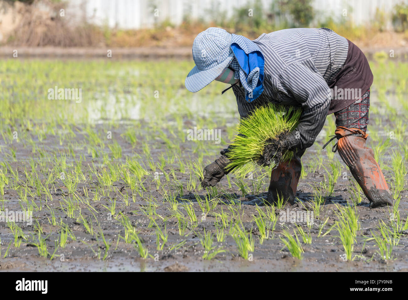 Thai farmer working plant rice in farm of Thailand Stock Photo - Alamy