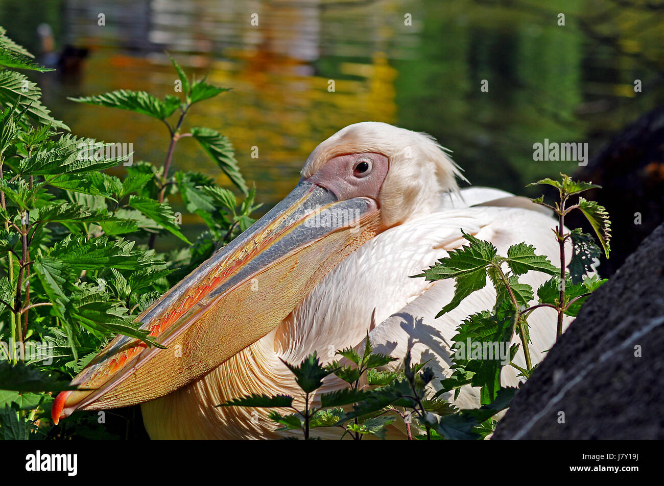 bird birds beak waterfowls pelican waterfowl fresh water lake inland ...