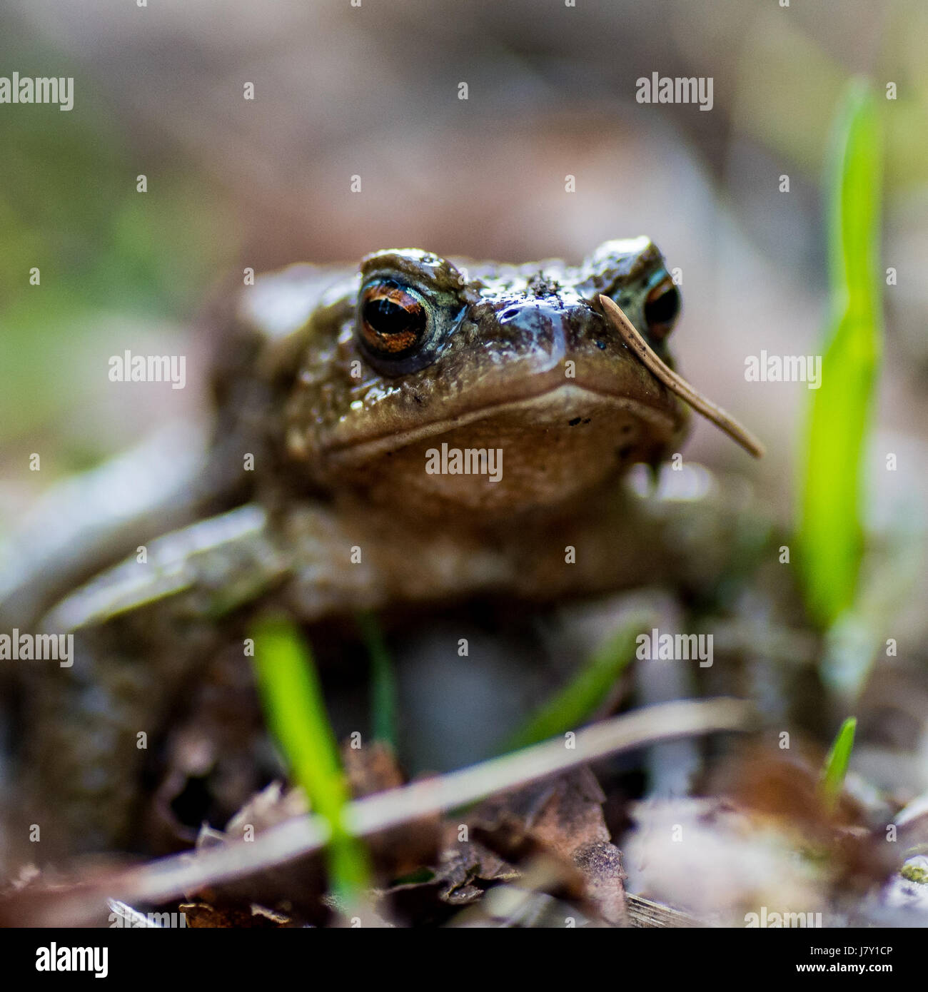 frog perspective of a little green frog Stock Photo - Alamy