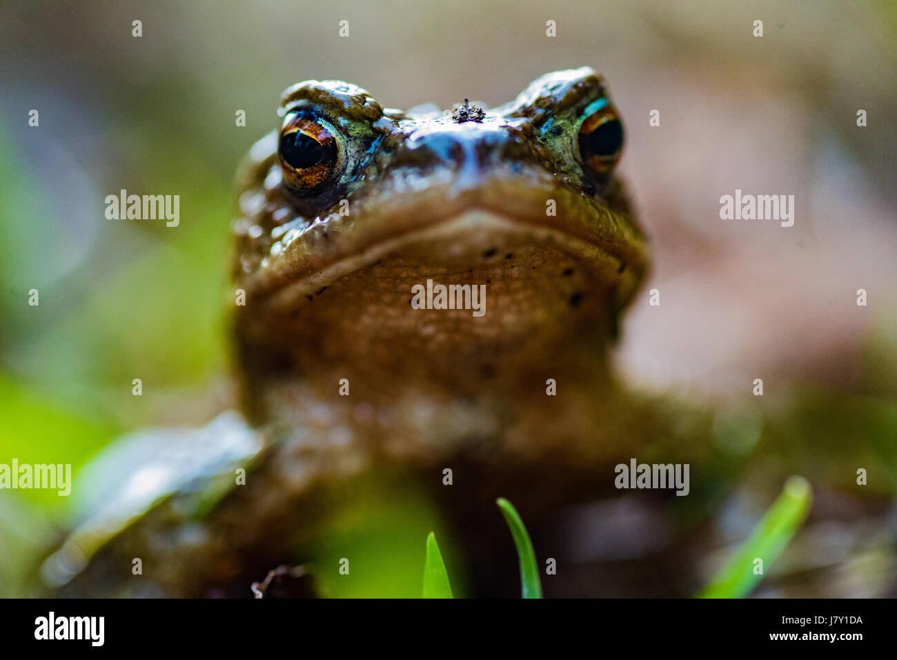 Frog Perspective High Resolution Stock Photography and Images - Alamy