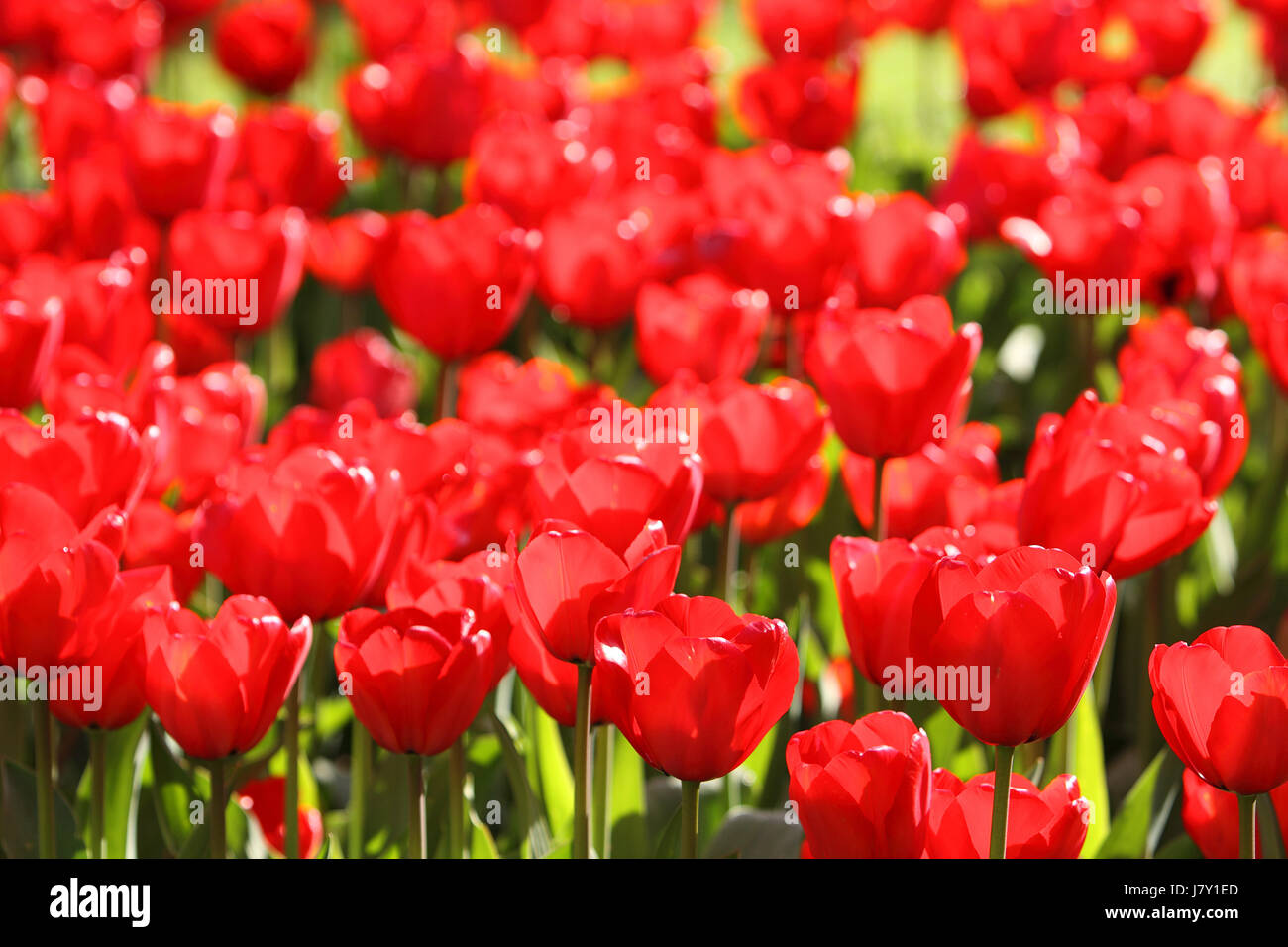 bloom blossom flourish flourishing flower flowers plant spring tulips ...