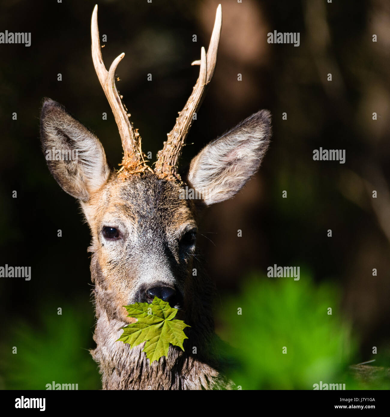 Close up roedeer i a green forest Stock Photo - Alamy