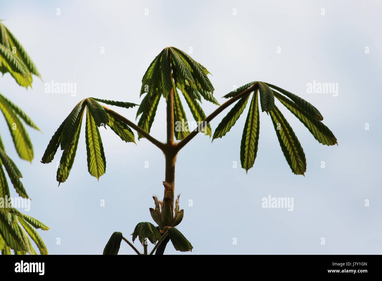 Young chestnut tree leaves seen in early spring against a near clear ...
