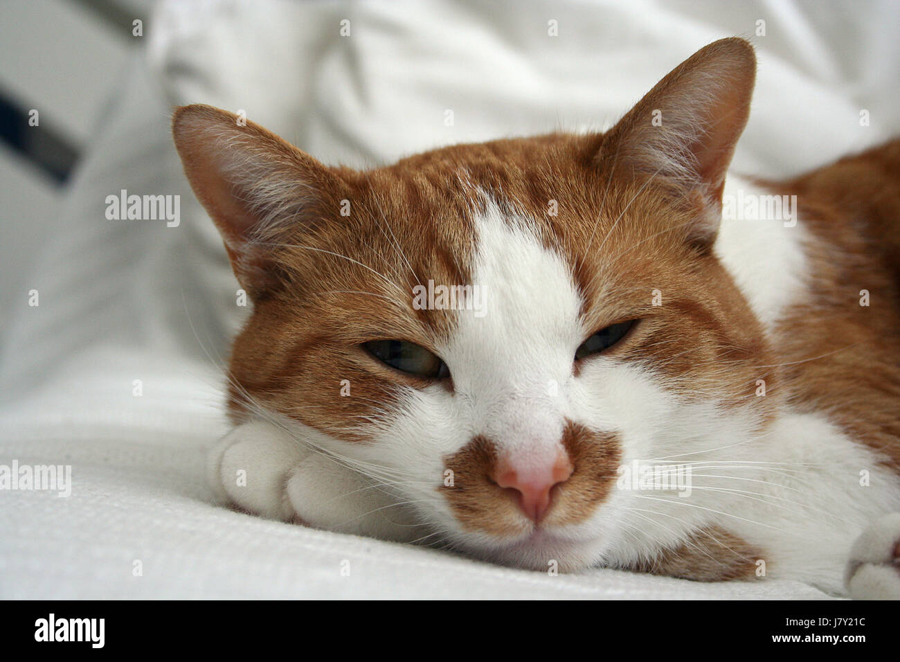 The ginger cat relaxes as a model on the couch Stock Photo - Alamy