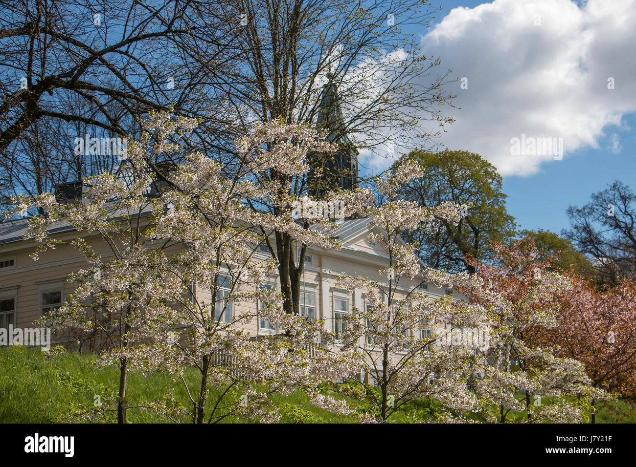 Flowers and leaves in the spring of Finland Stock Photo - Alamy