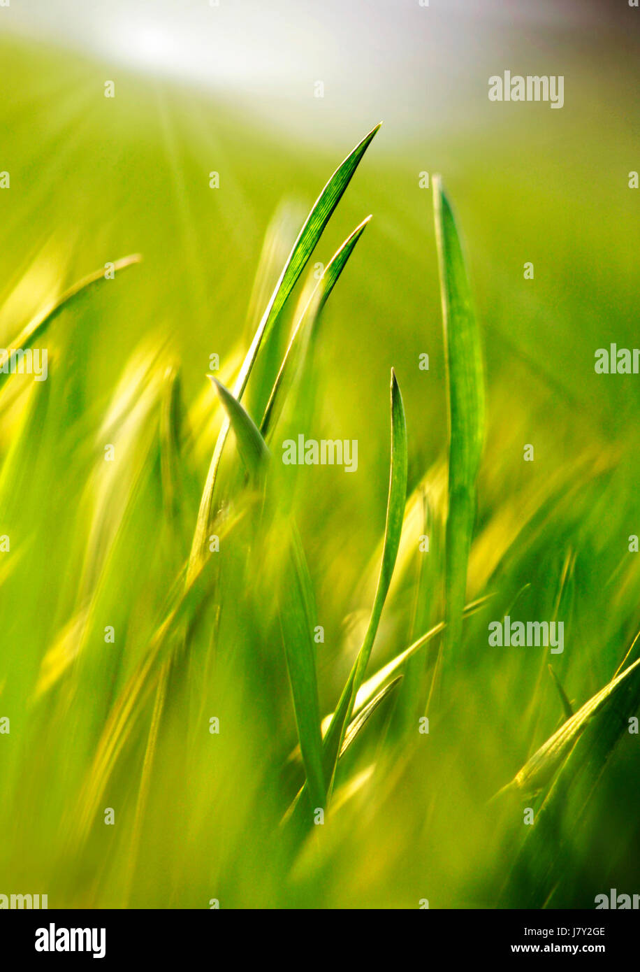 environment enviroment grasses blades of grass blade of grass grass ...