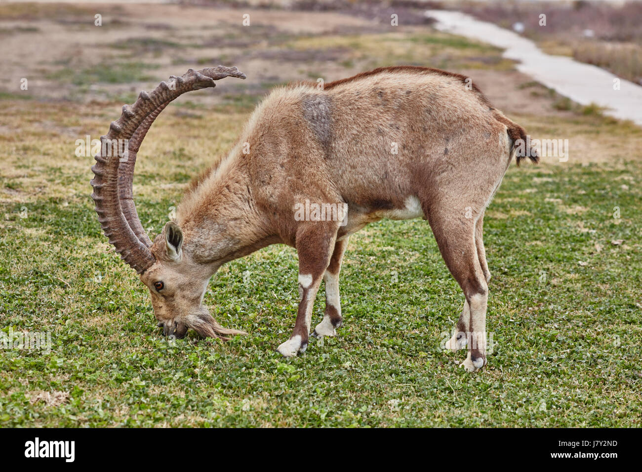 Brown nubian goat grazes hi-res stock photography and images - Alamy