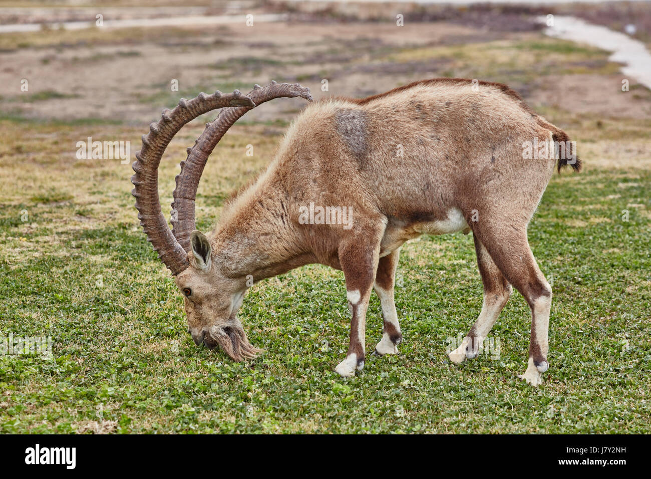 Brown nubian goat grazes hi-res stock photography and images - Alamy