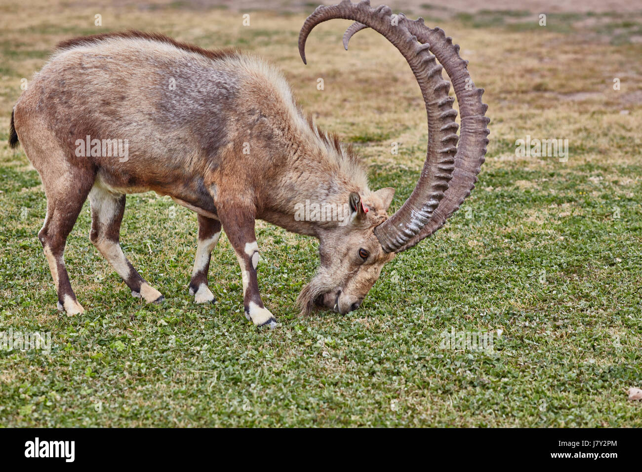 Brown nubian goat grazes hi-res stock photography and images - Alamy