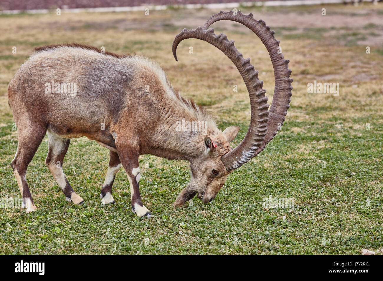 Brown nubian goat grazes hi-res stock photography and images - Alamy