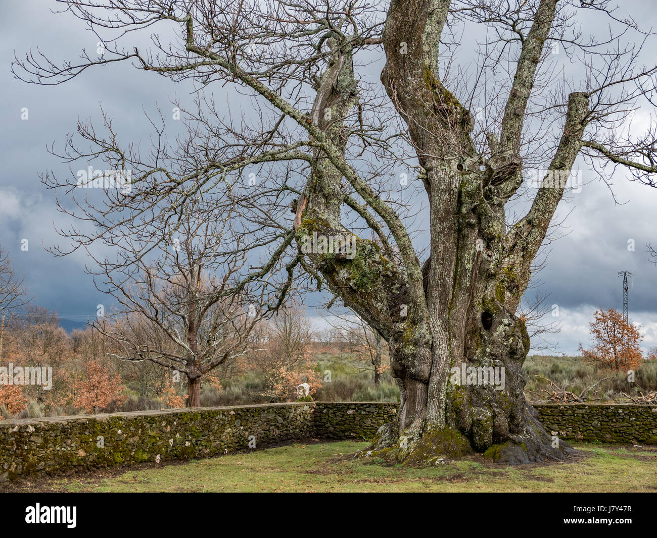 Ancient chestnut tree old hi-res stock photography and images - Alamy