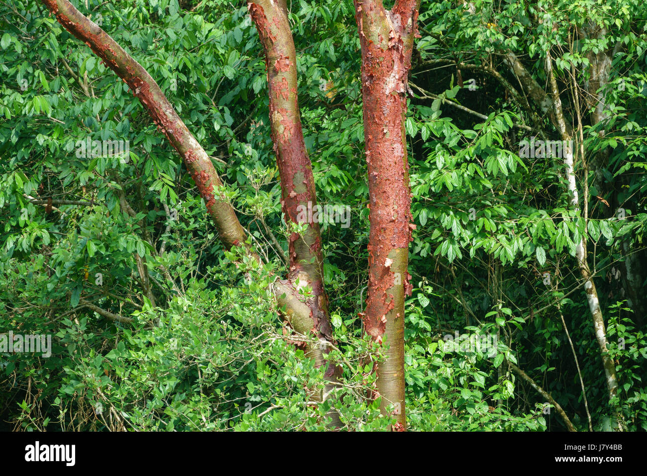 Peeling bark of the Bursera simaruba tree Stock Photo - Alamy