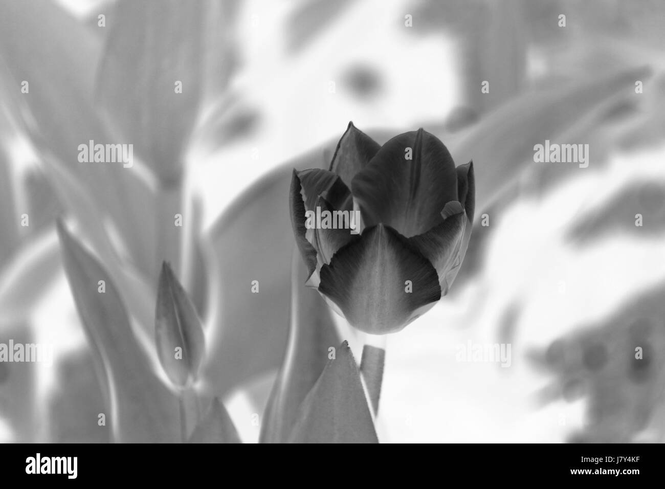 Double petals flower Black and White Stock Photos & Images - Alamy