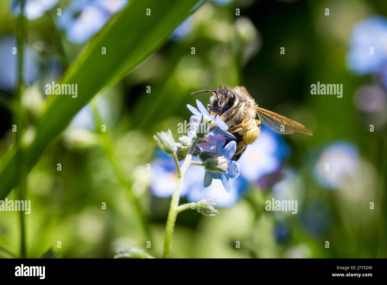Close up of a bee pollinating a flower Stock Photo - Alamy