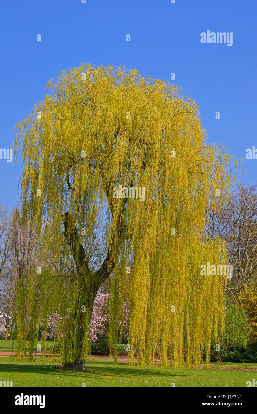 tree deciduous tree willow tree weeping willow willow tree park green ...