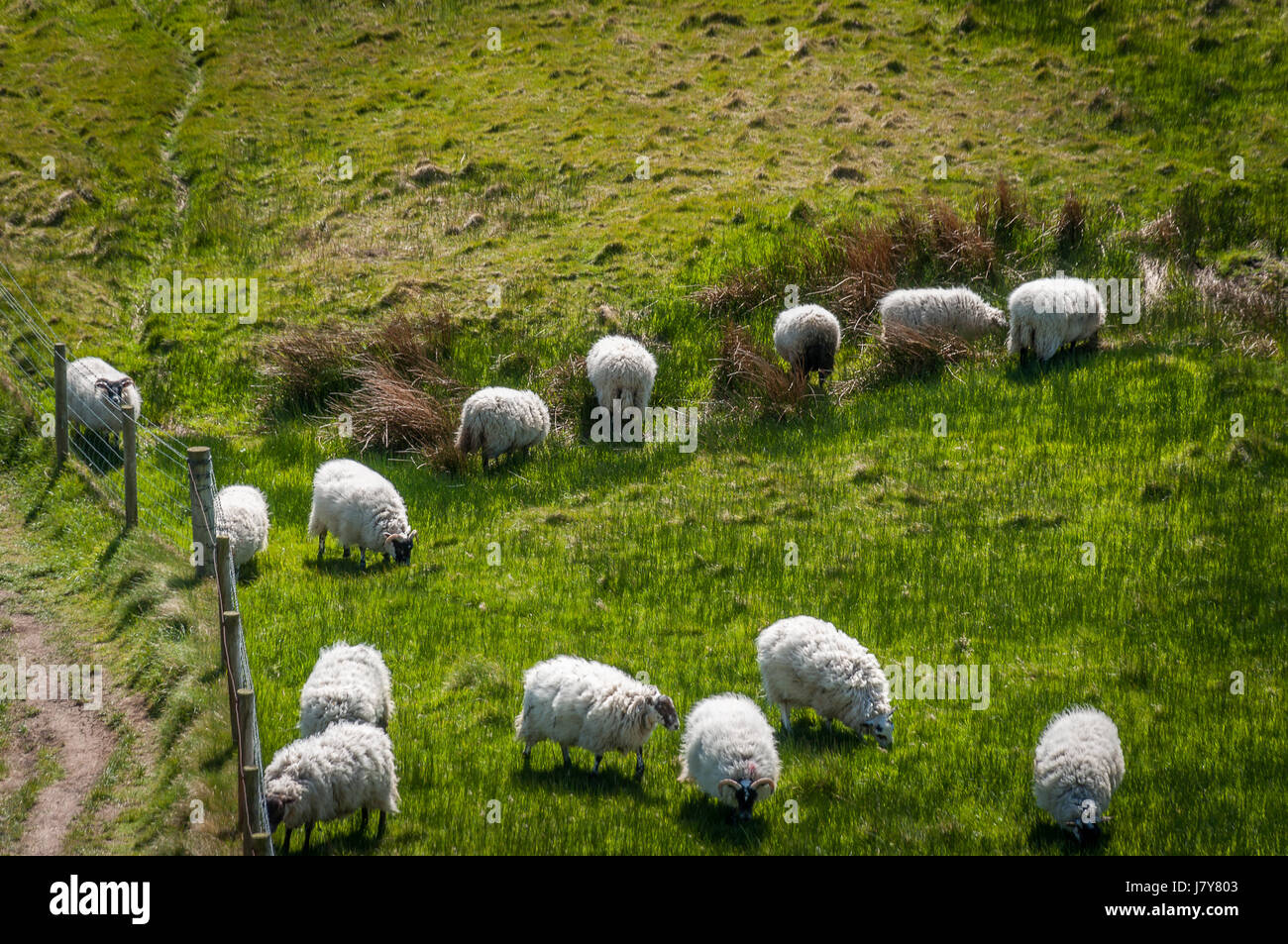 Uk landscape with cattle and sheep hi-res stock photography and images - Alamy