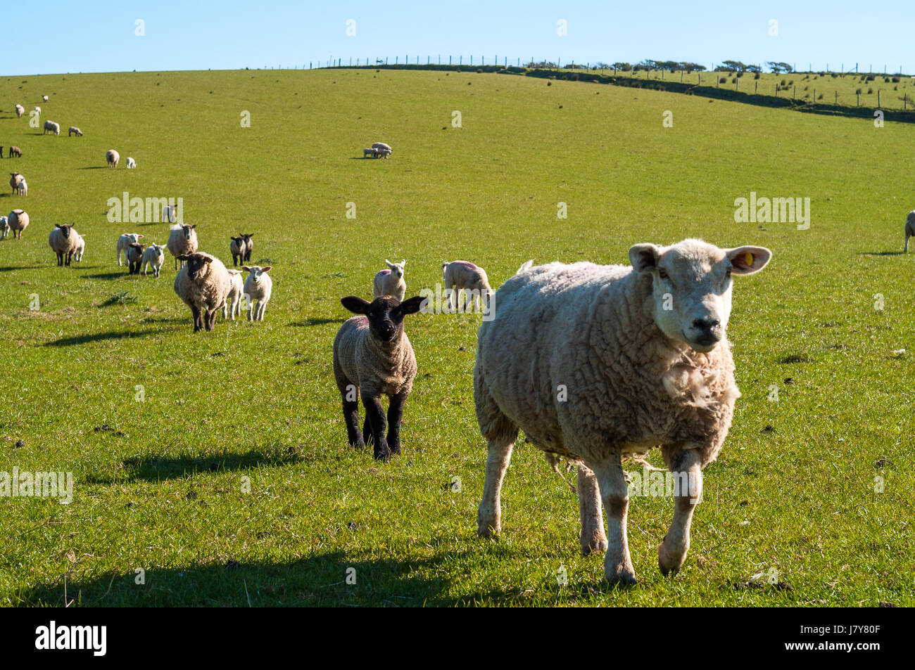 Uk landscape with cattle and sheep hi-res stock photography and images ...
