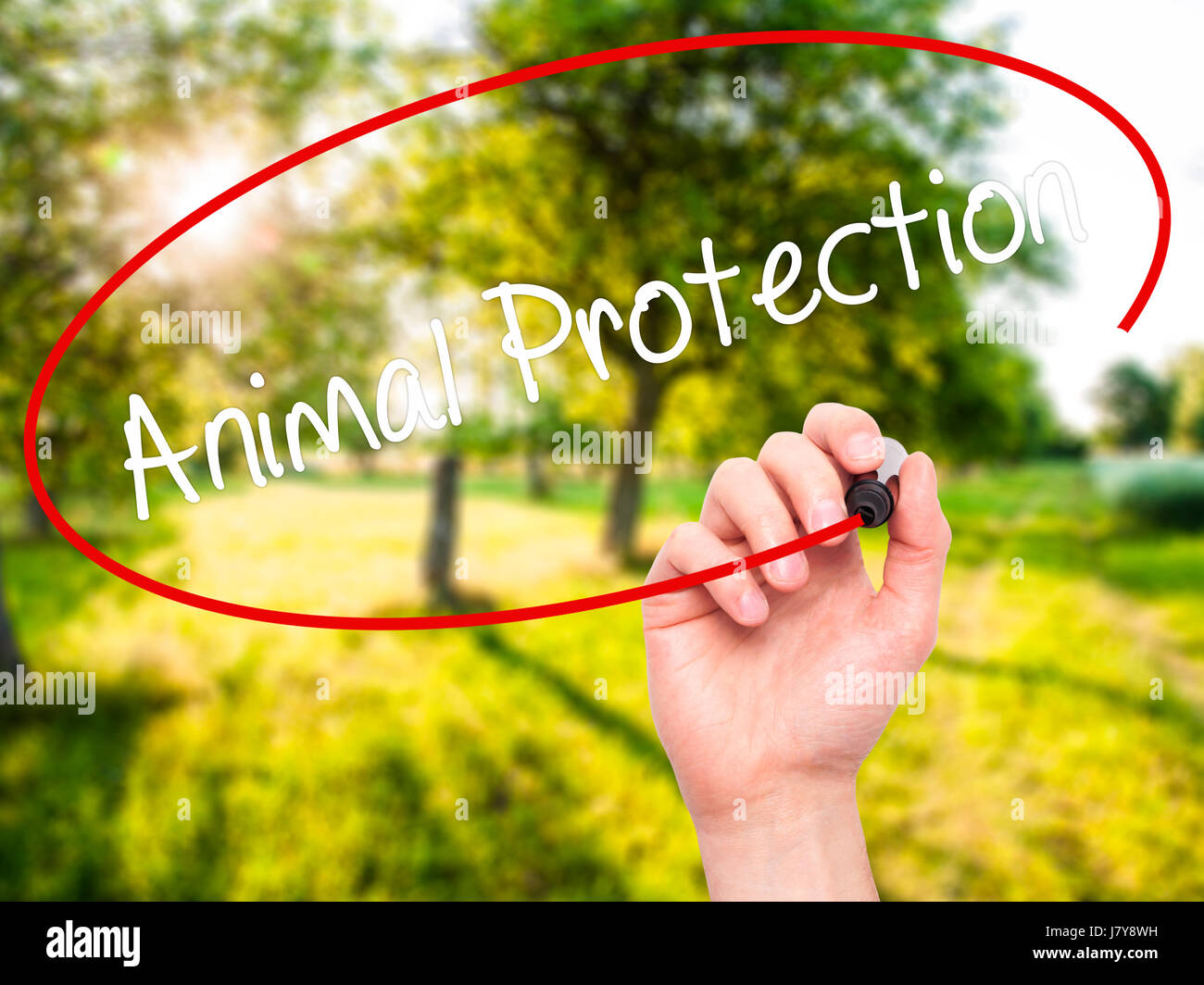 Man Hand writing Animal Protection with black marker on visual screen ...