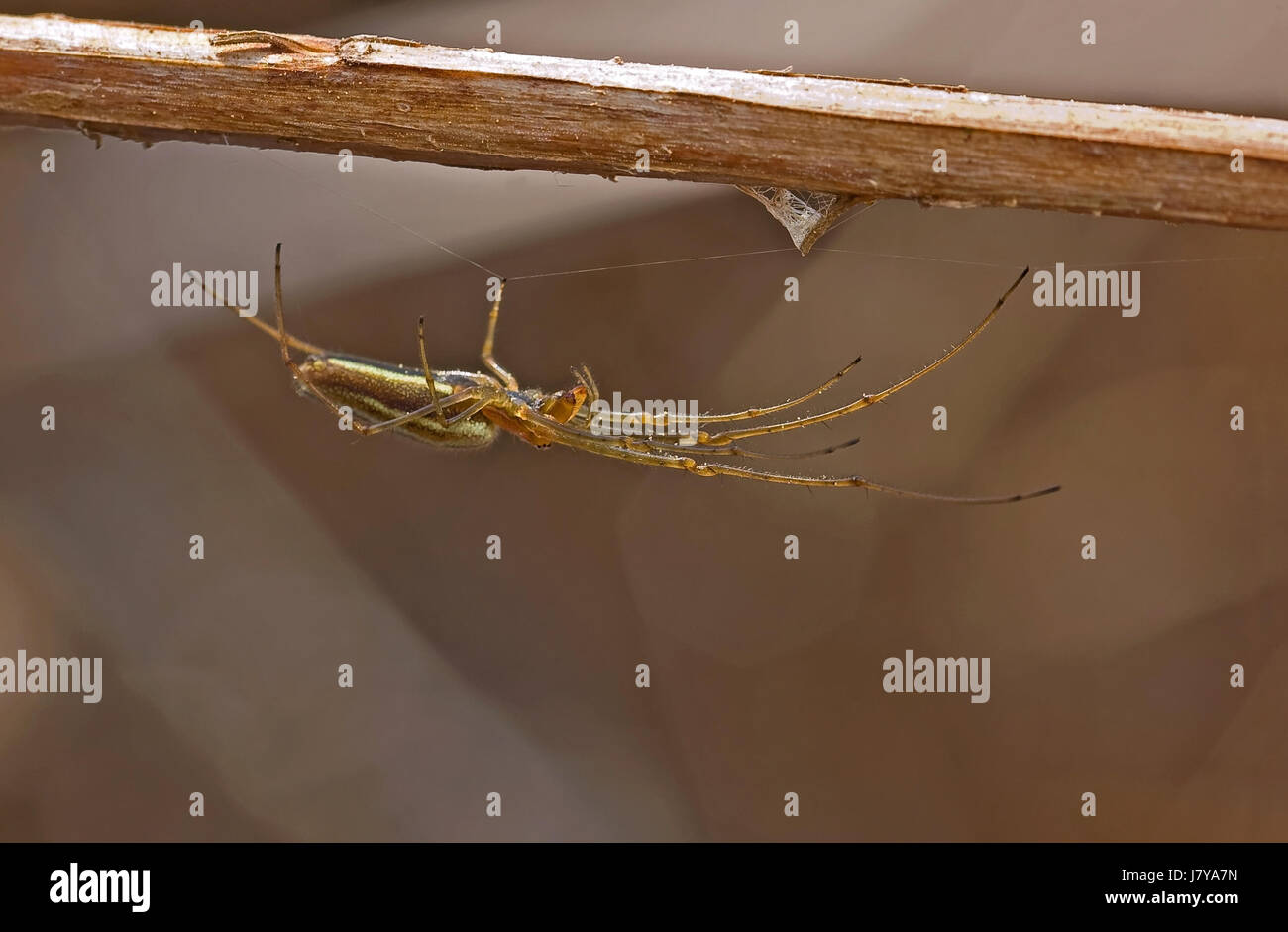 legs brown brownish brunette eyes spider fresh water pond water cobweb ...