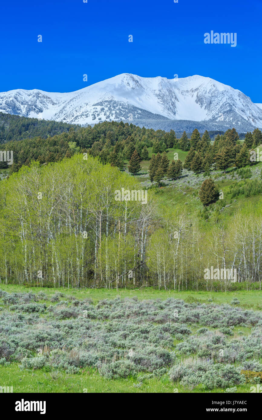 Aspen landscape hi-res stock photography and images - Alamy
