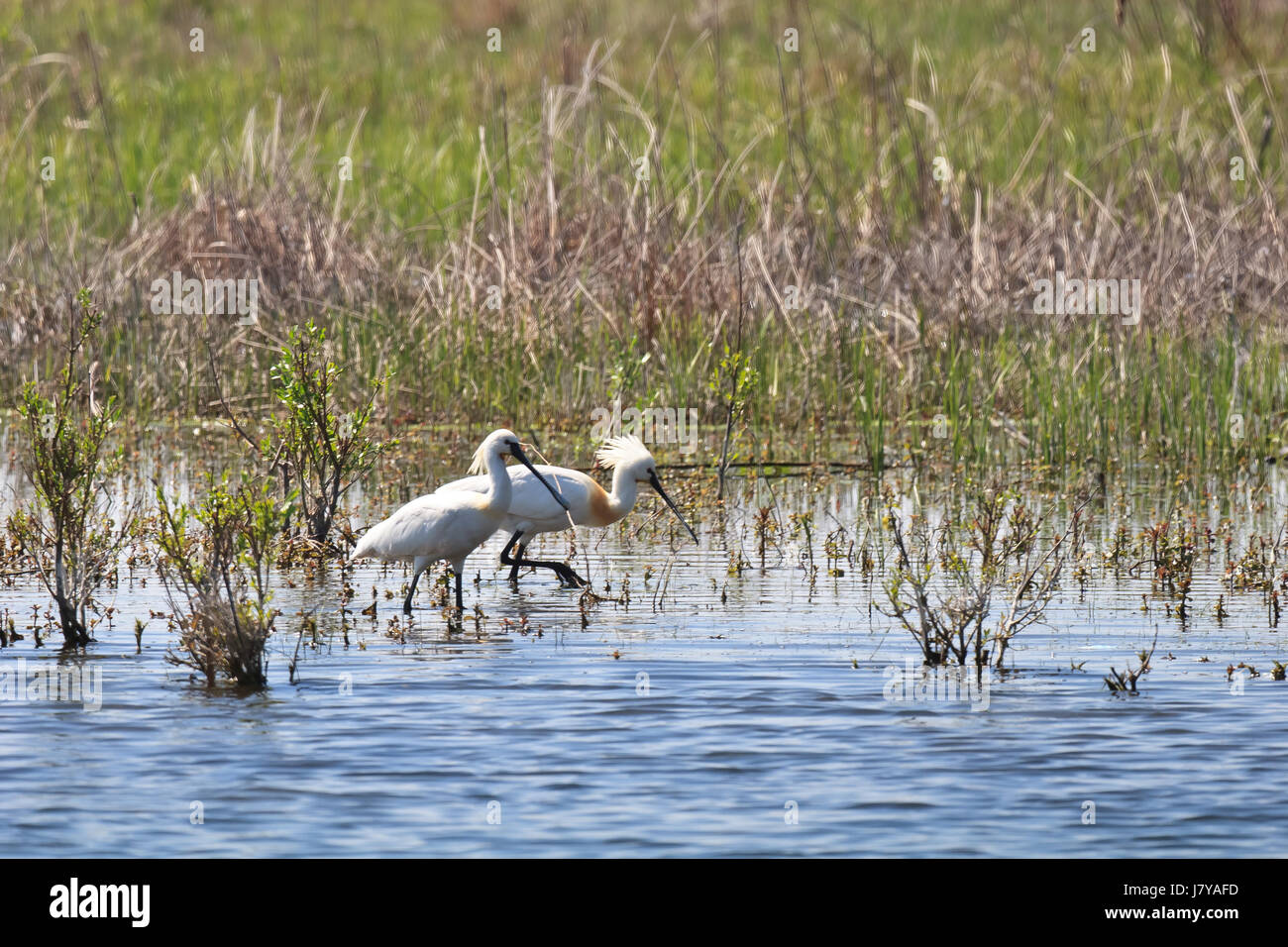 walk go going walking flight animal bird wild wing cane colony outdoor ...