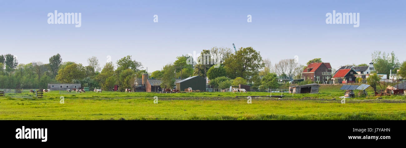 agriculture farming holland netherlands cows country dutch farmland ...