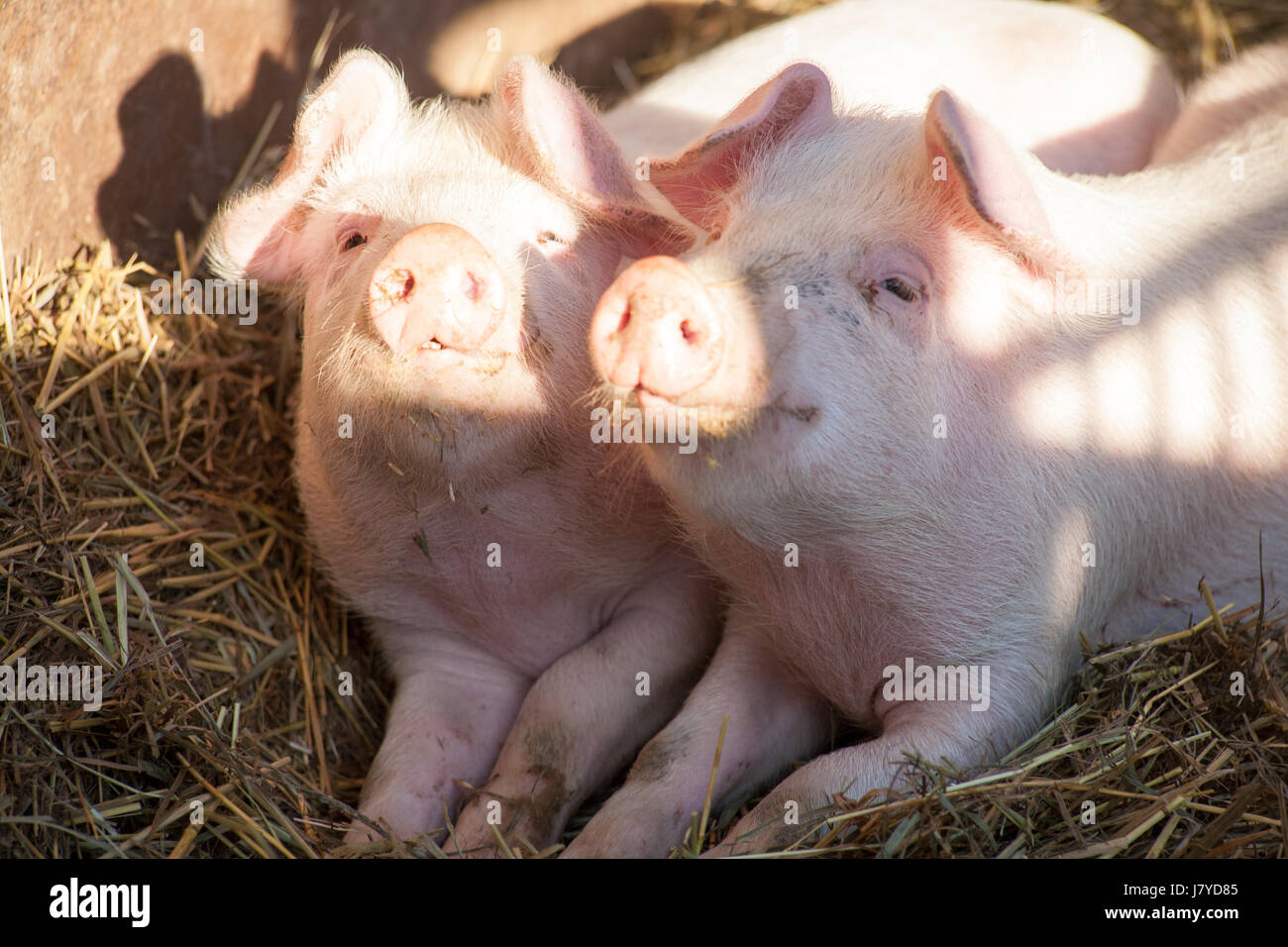 Portrait of two domestic pigs looking through a fence Two pigs on straw ...