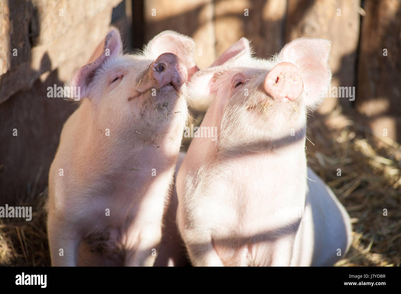 Portrait of two domestic pigs looking through a fence Two pigs on straw ...