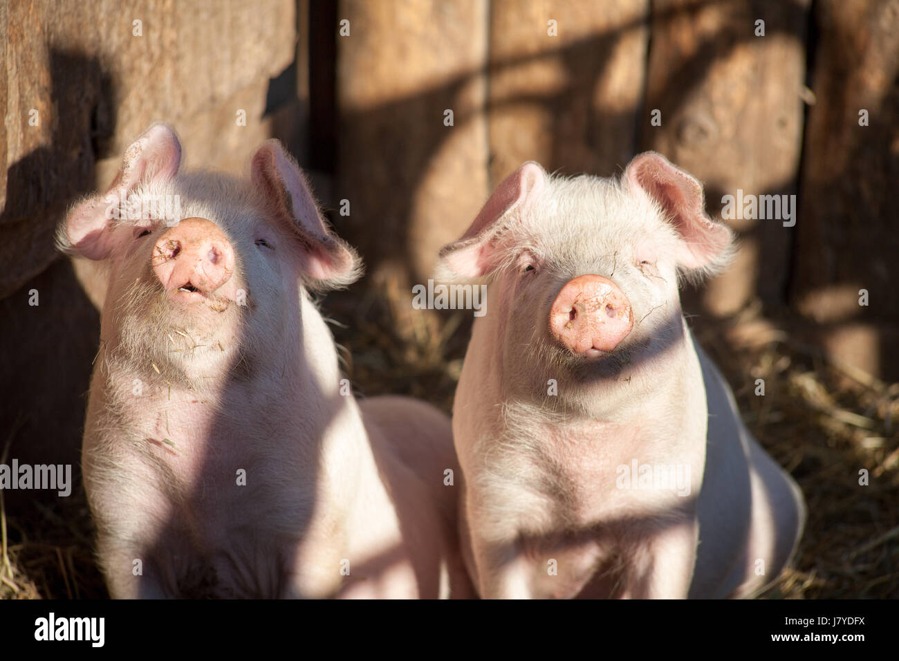 Portrait of two domestic pigs looking through a fence Two pigs on straw ...