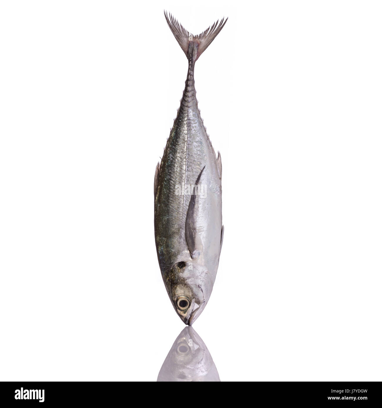 Fresh fish (torpedo scad). Studio shot isolated on white background ...