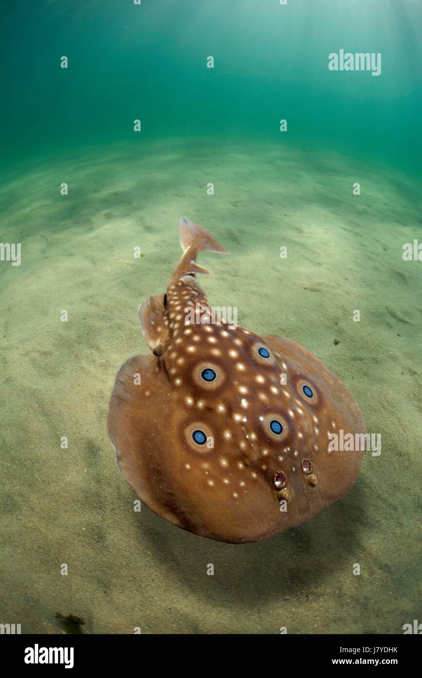 Electric Torpedo Ray High Resolution Stock Photography and Images - Alamy