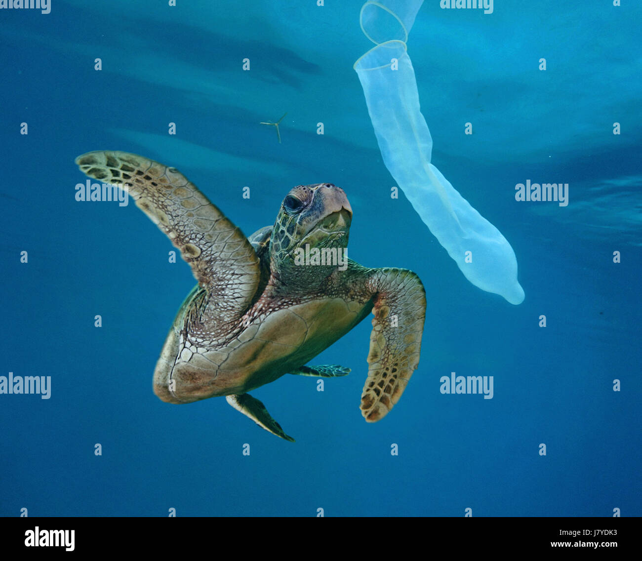 Plastic Sea Turtle Oceans High Resolution Stock Photography and Images ...