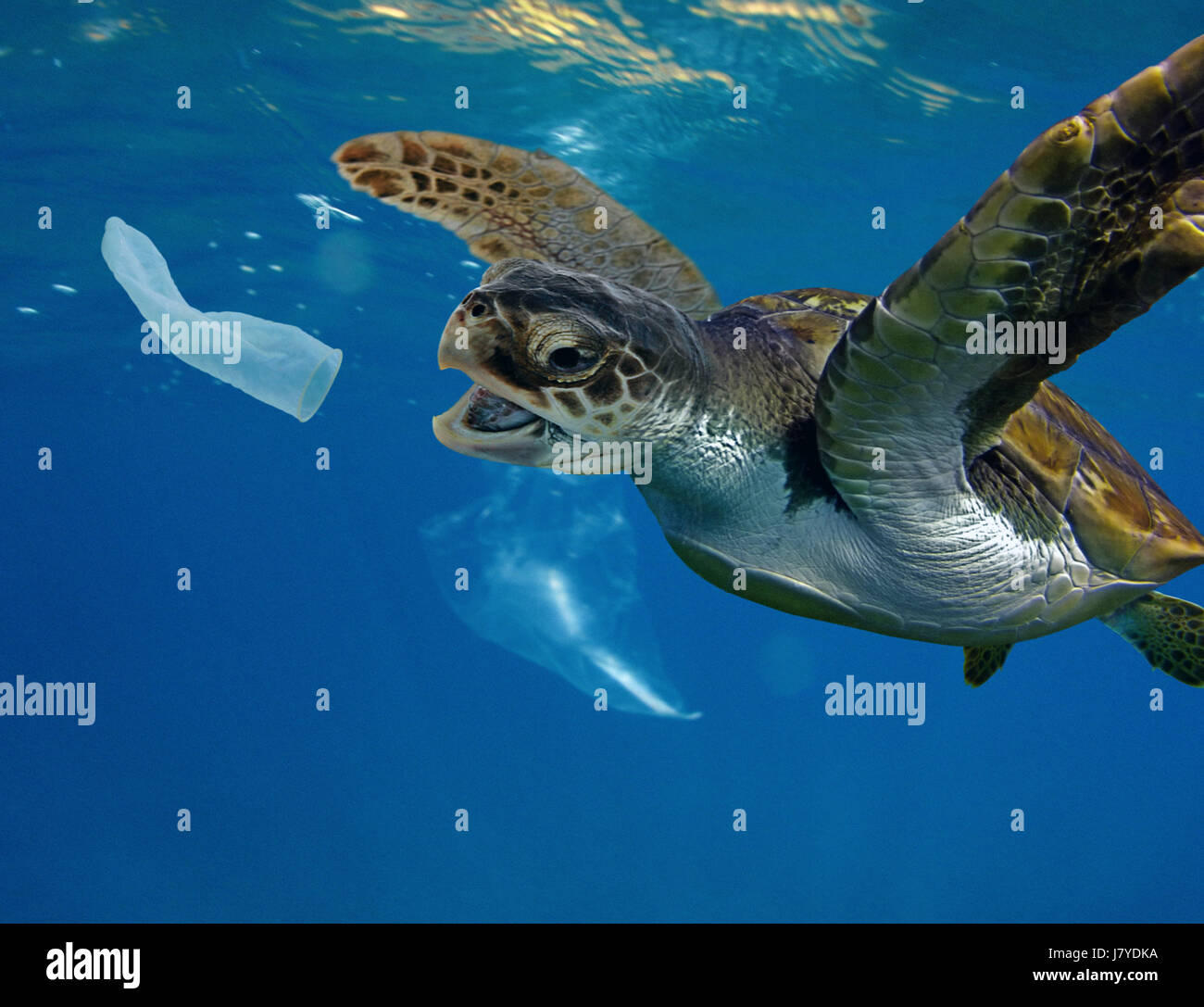 Sea turtle biting a garbage condom. Portugal Stock Photo: 142588974 - Alamy