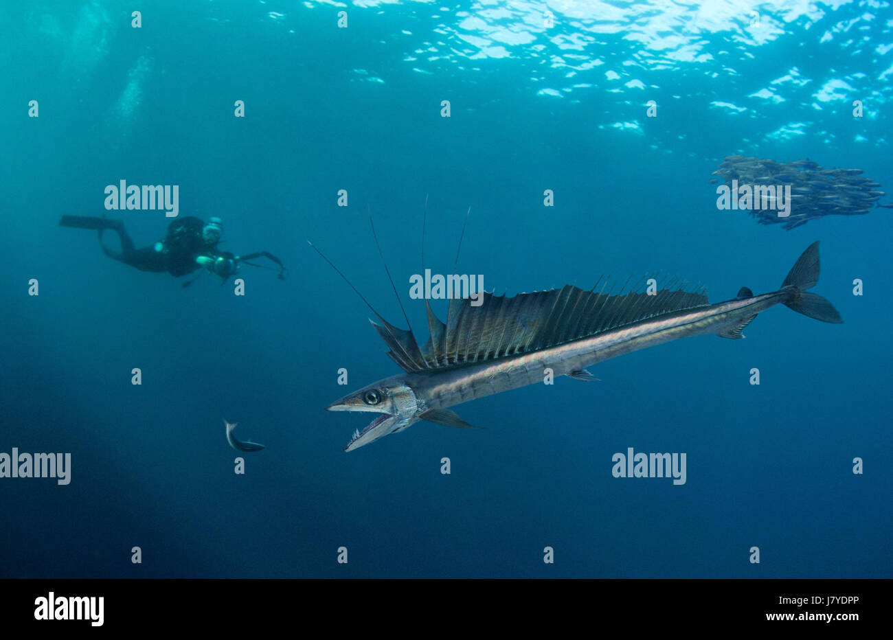 Aulopiformes High Resolution Stock Photography and Images - Alamy